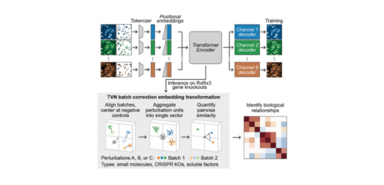 Masked Autoencoders: The Future of Cellular Morphology Analysis